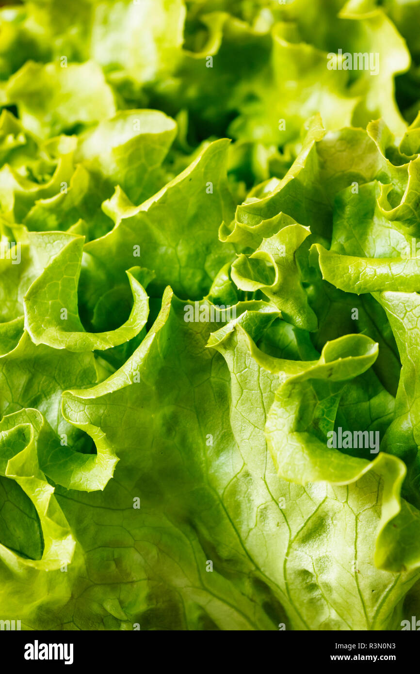 Bright and wavy green lettuce , fantastic leaves detail , abstract ...