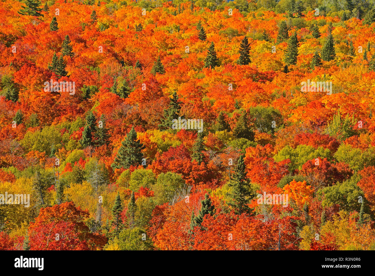 Canada, Ontario, Lake Superior Provincial Park. Evergreen and maple ...