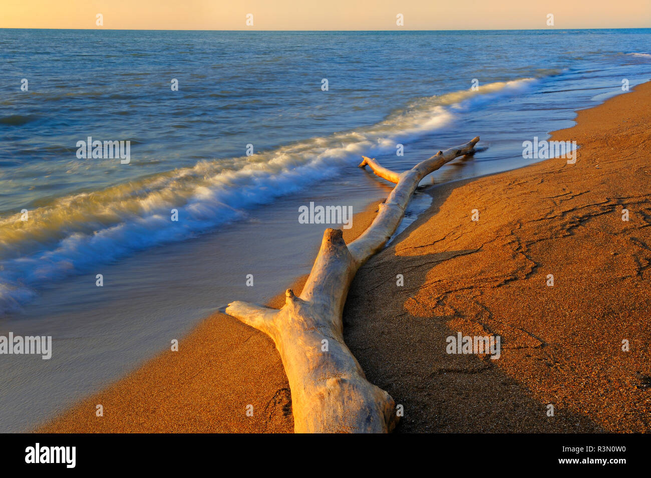 Canada, Ontario, Point Pelee National Park. Driftwood on Lake Erie ...