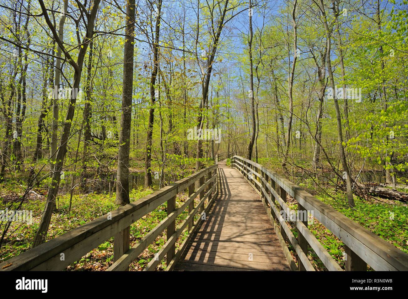 Canada, Ontario, Rondeau Provincial Park. Boardwalk through forest ...