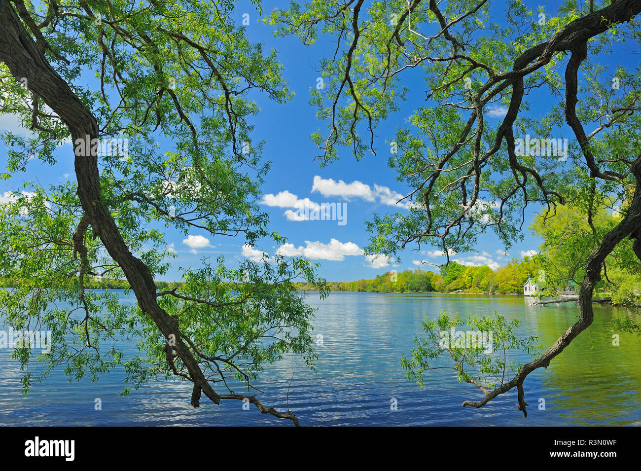 Canada, Ontario, Lake on the Mountain Provincial Park. Lake landscape ...