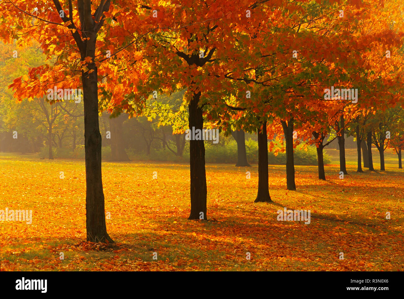 Sugar maple trees hi-res stock photography and images - Alamy