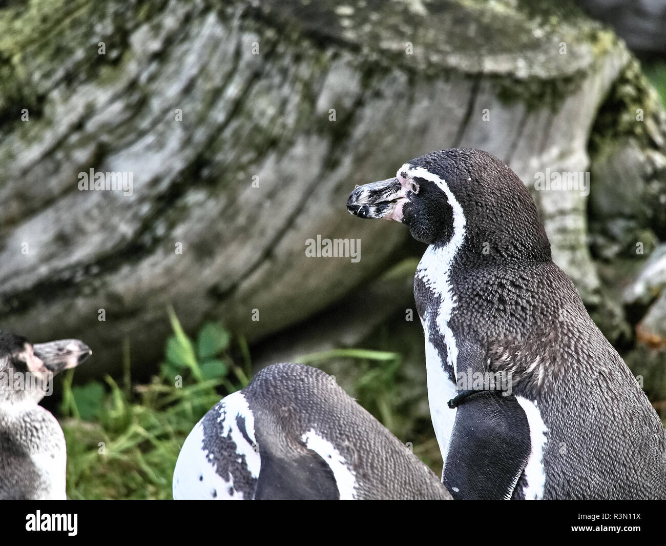 Predator of penguins hi-res stock photography and images - Alamy