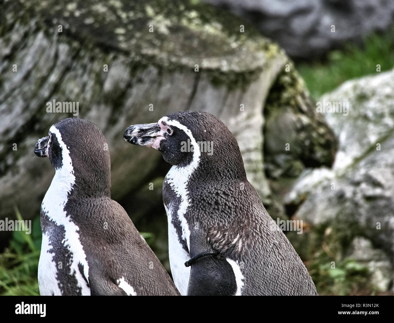 Group of macaroni penguins hi-res stock photography and images - Alamy