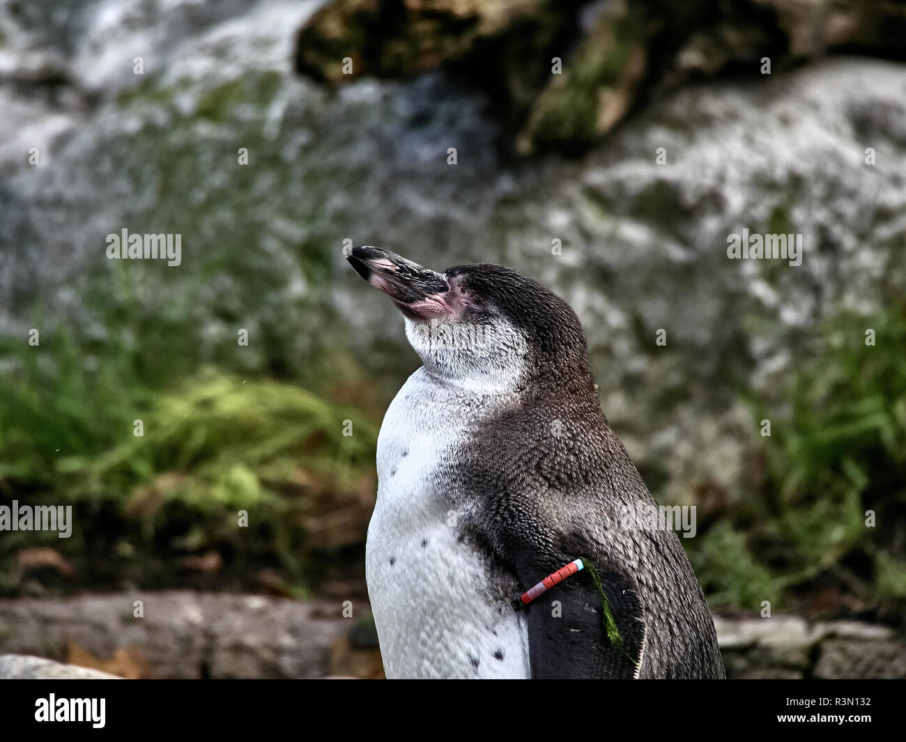 South lake safari zoo penguins hi-res stock photography and images - Alamy