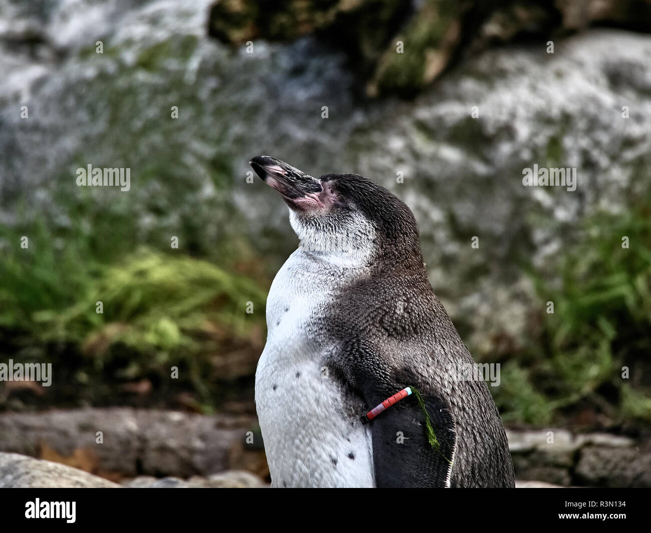 Emperor penguin chicks fun hi-res stock photography and images - Alamy