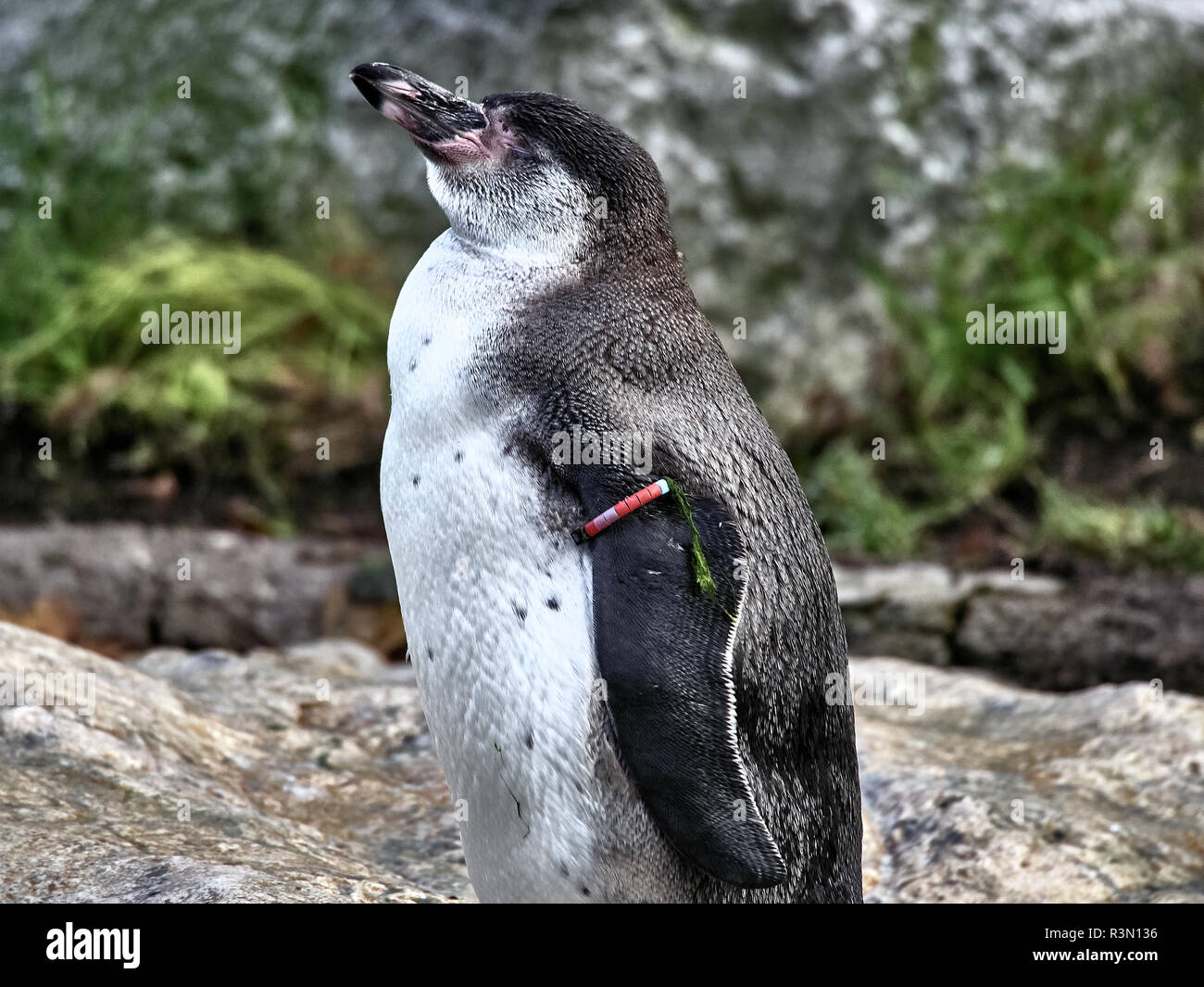 Penguin chicks fun hi-res stock photography and images - Alamy