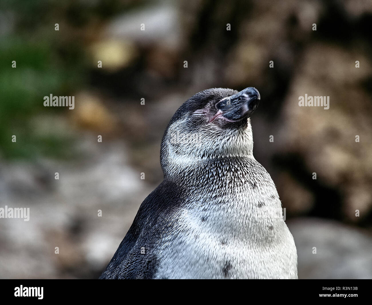 South lake safari zoo penguins hi-res stock photography and images - Alamy