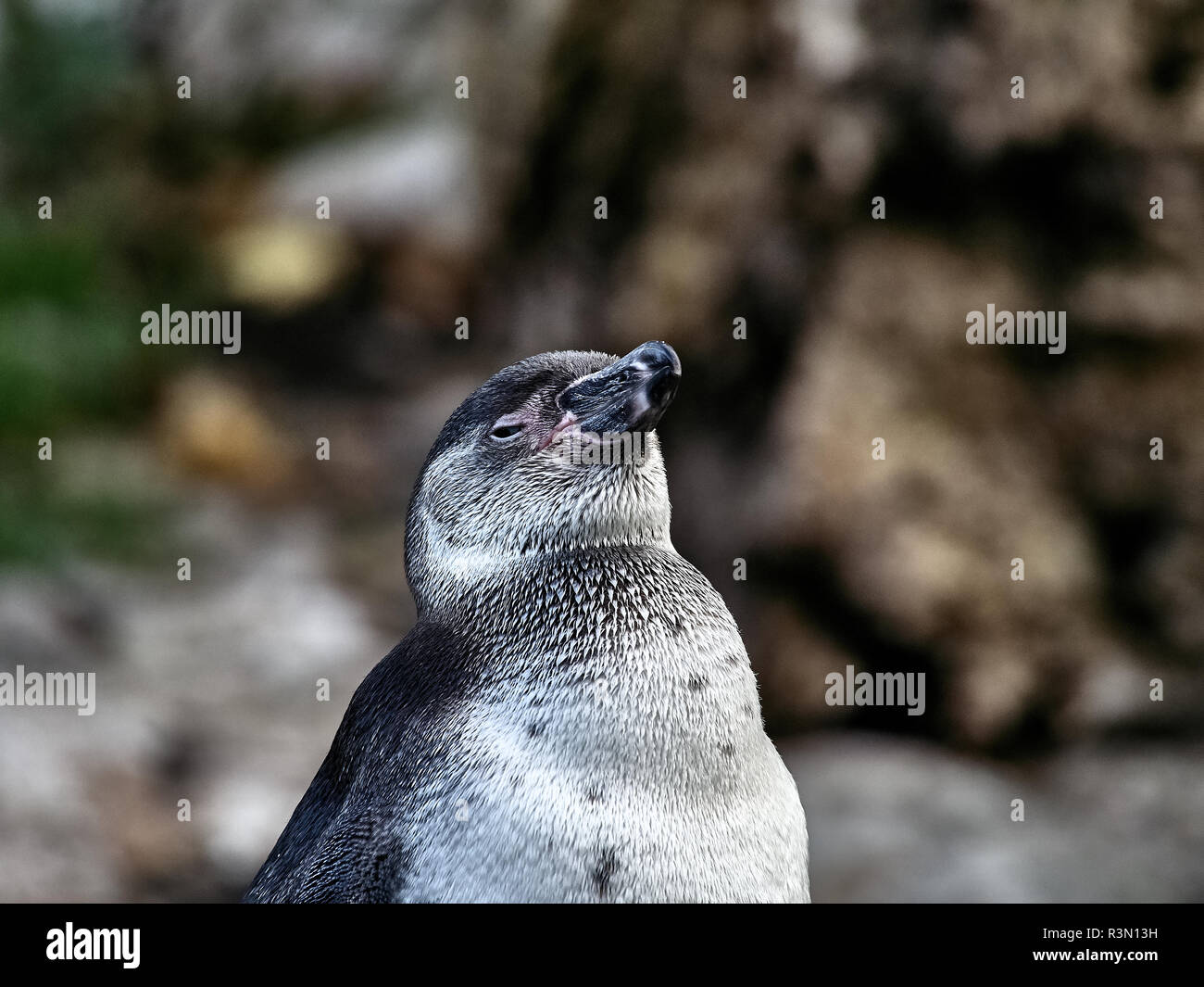 Macaroni penguin chick hi-res stock photography and images - Alamy