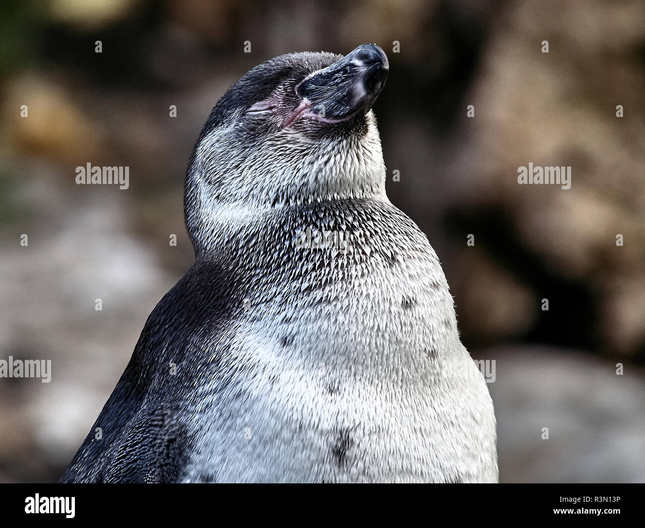 Penguin chicks fun hi-res stock photography and images - Alamy