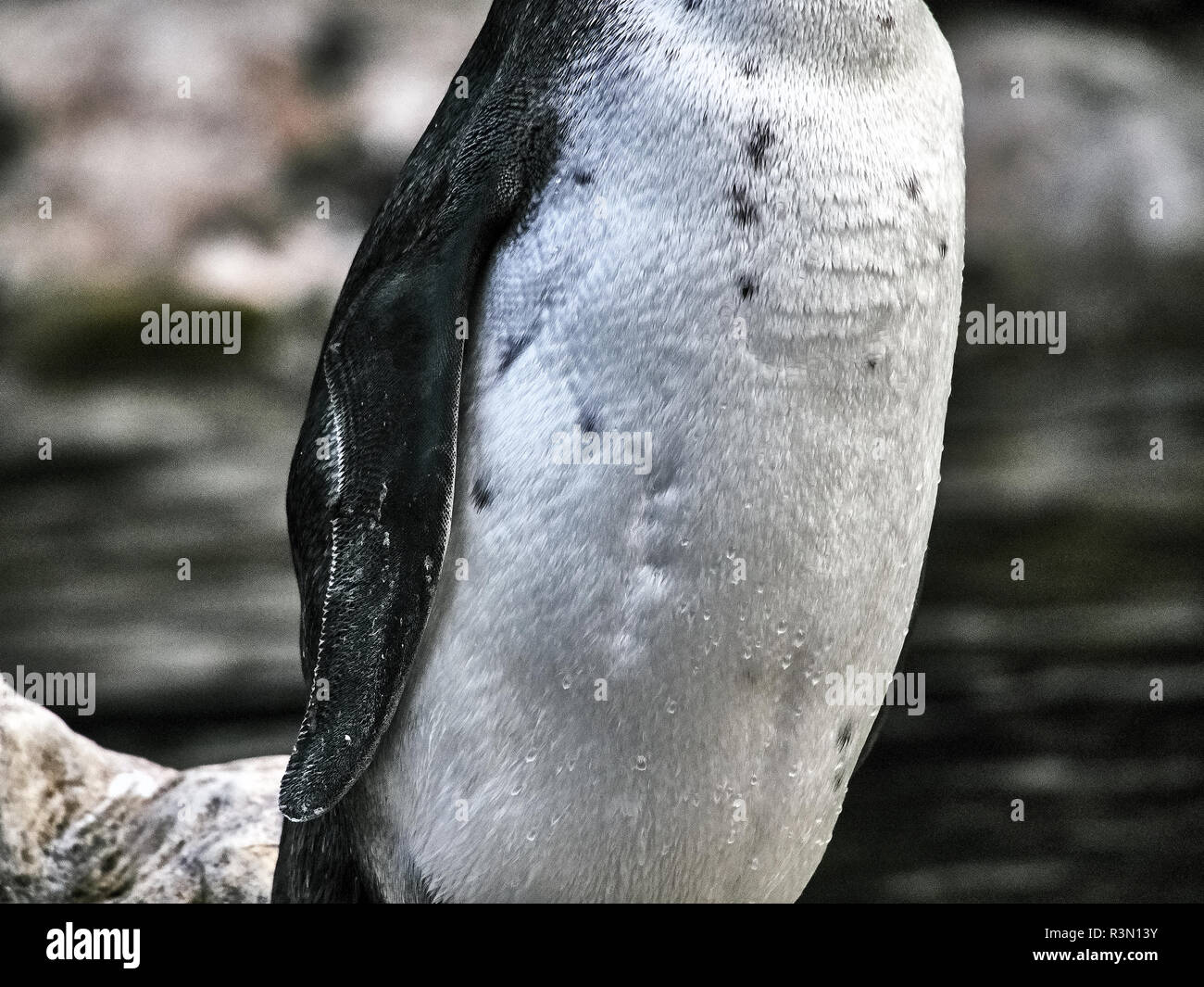 Emperor penguin head hi-res stock photography and images - Alamy
