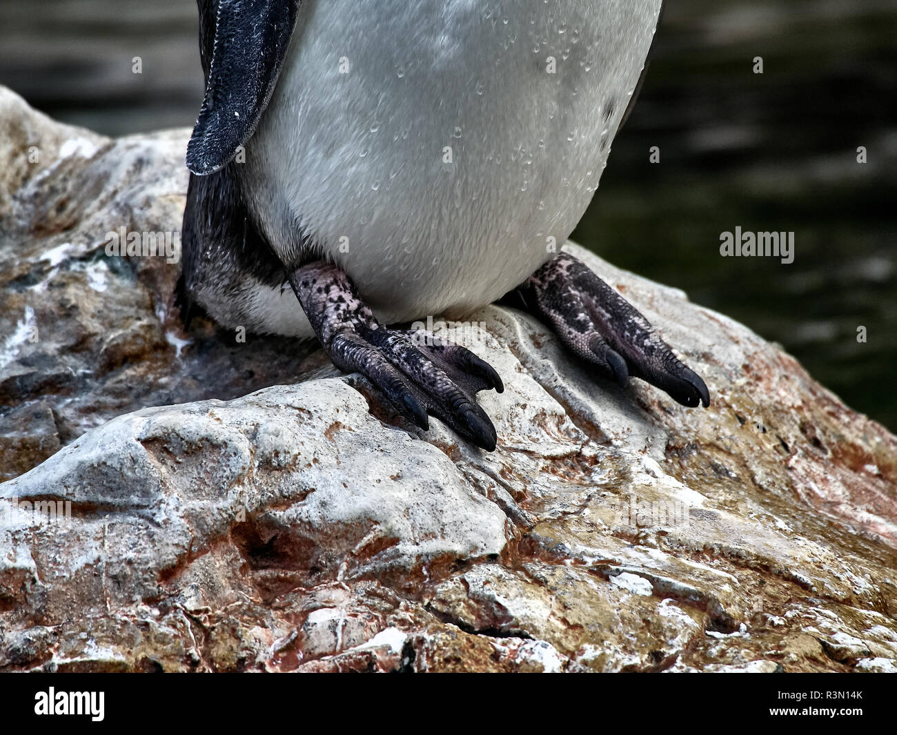Close up shot feet large hi-res stock photography and images - Alamy