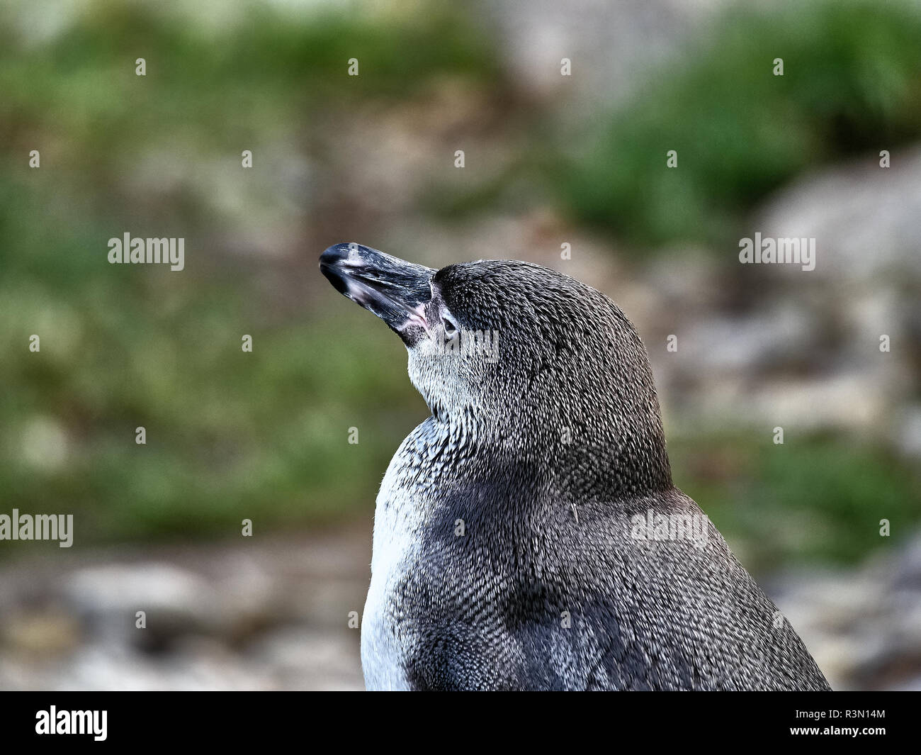 Emperor penguin chicks fun hi-res stock photography and images - Alamy