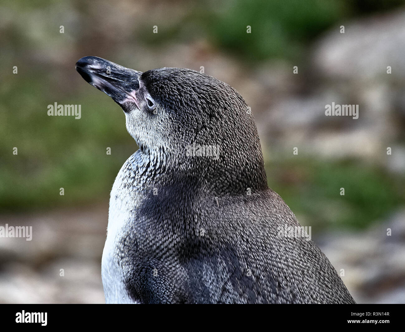 Close up on large polar hi-res stock photography and images - Alamy