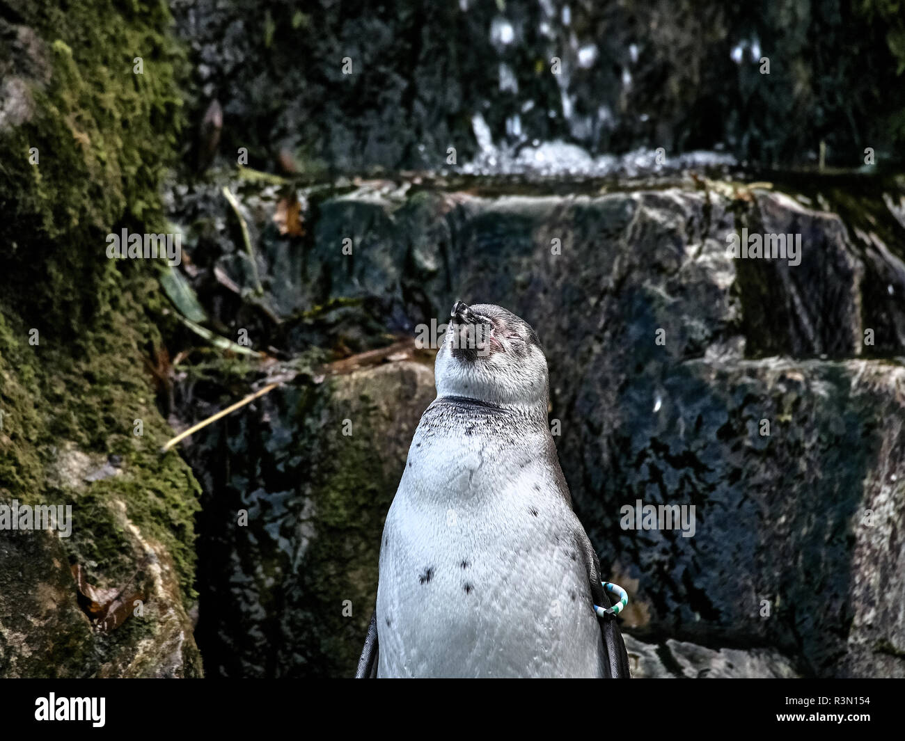 Close up shot of a penguin relaxing on a stone in a lake Stock Photo ...