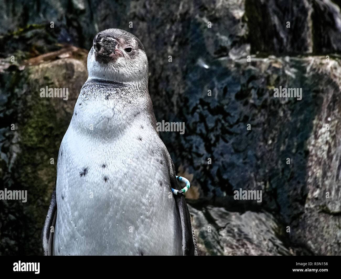 South lake safari zoo penguins hi-res stock photography and images - Alamy