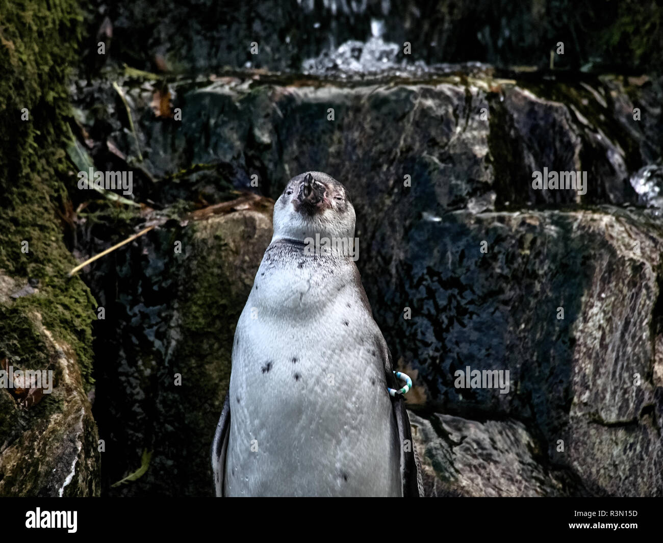 South lake safari zoo penguins hi-res stock photography and images - Alamy