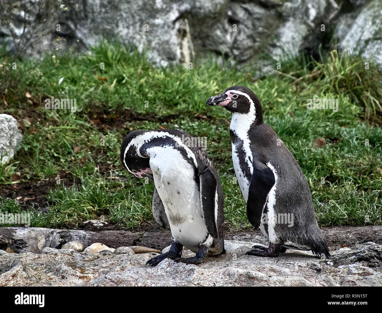 Emperor penguins on the sea ice in the Weddell Sea, Antarctica Stock ...