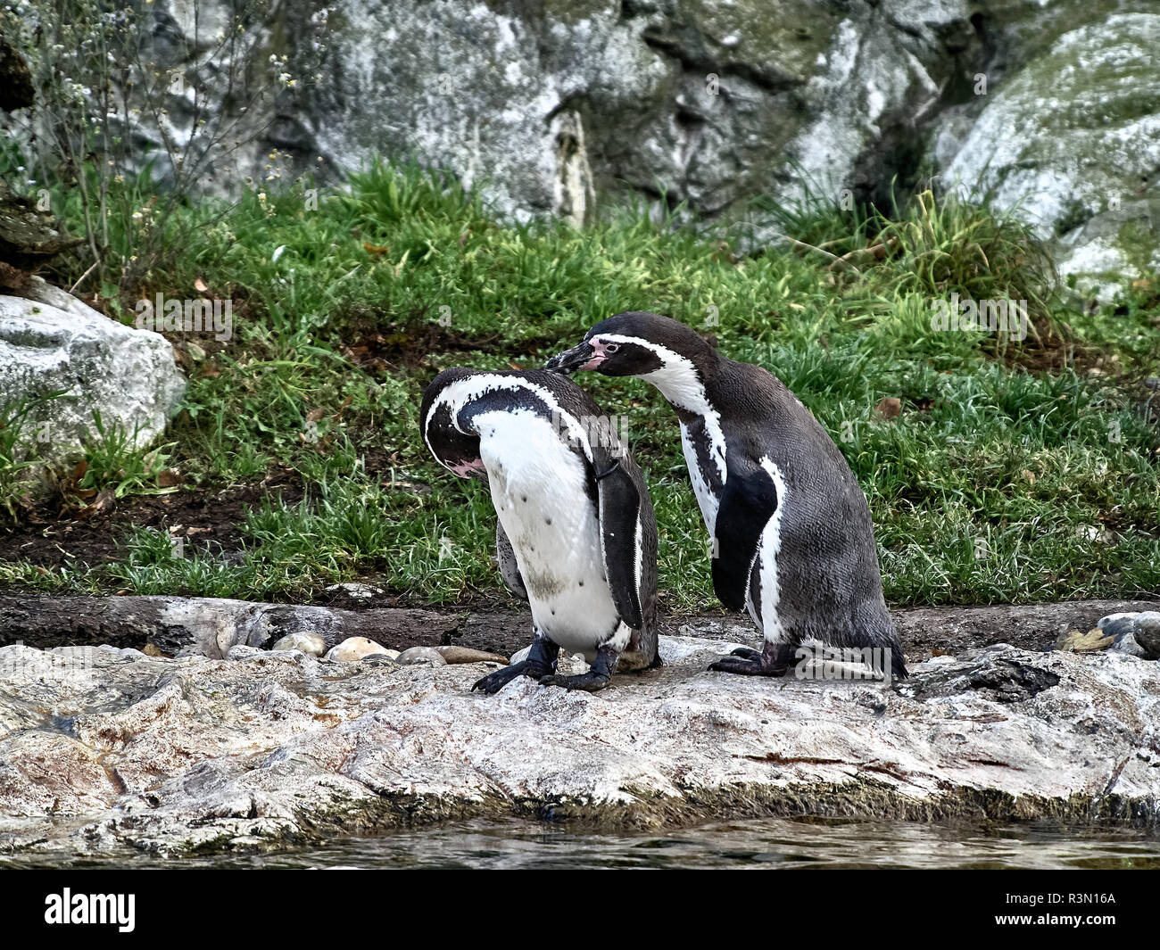 Emperor penguins on ice weddell sea antarctica hi-res stock photography ...