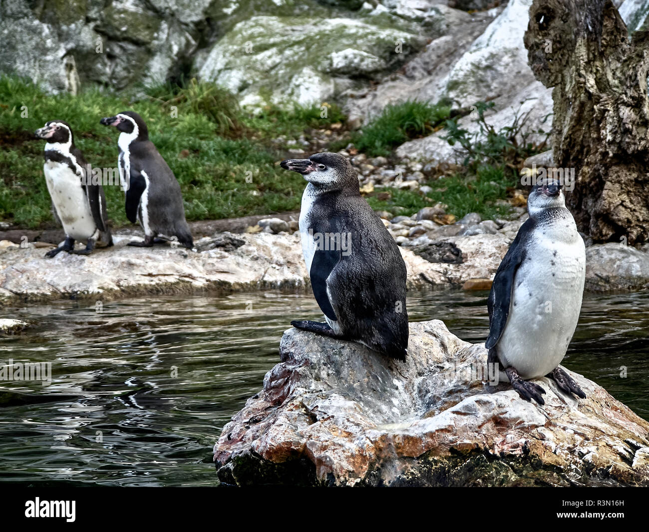 Group of macaroni penguins hi-res stock photography and images - Alamy