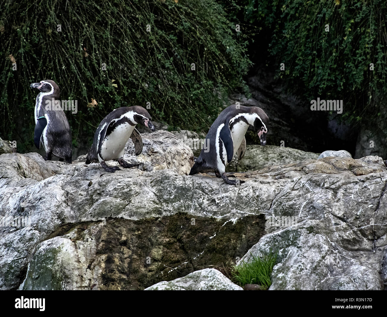 Predator of penguins hi-res stock photography and images - Alamy