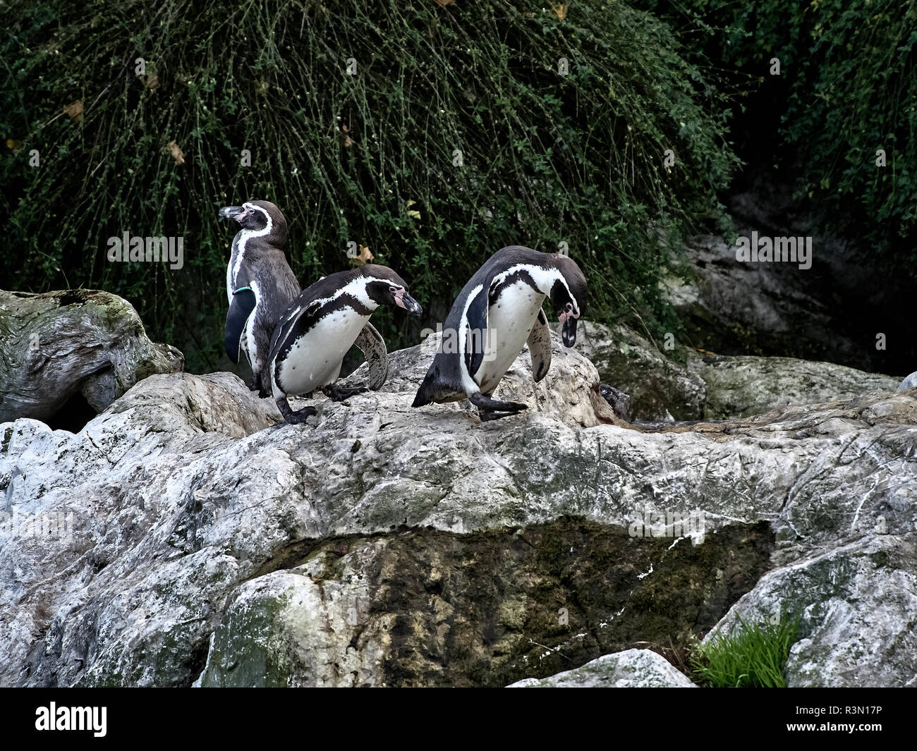 Emperor penguins group hi-res stock photography and images - Alamy