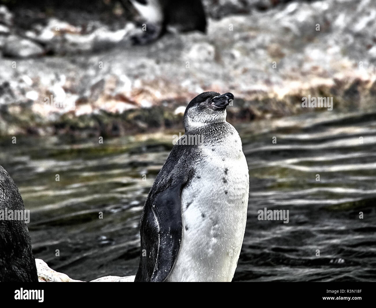 Penguin chicks fun hi-res stock photography and images - Alamy