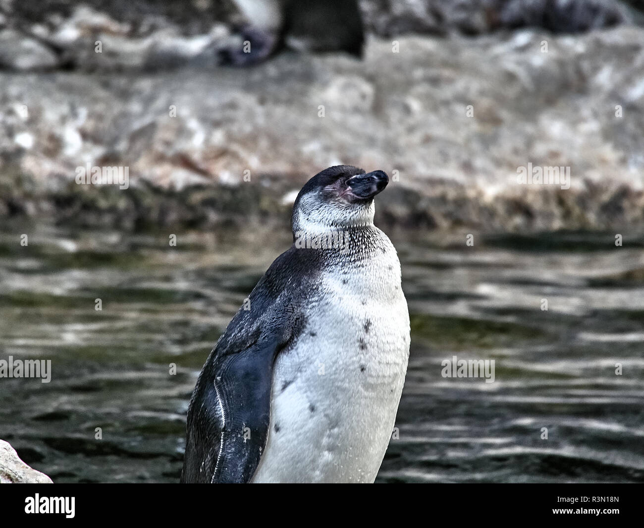 South lake safari zoo penguins hi-res stock photography and images - Alamy
