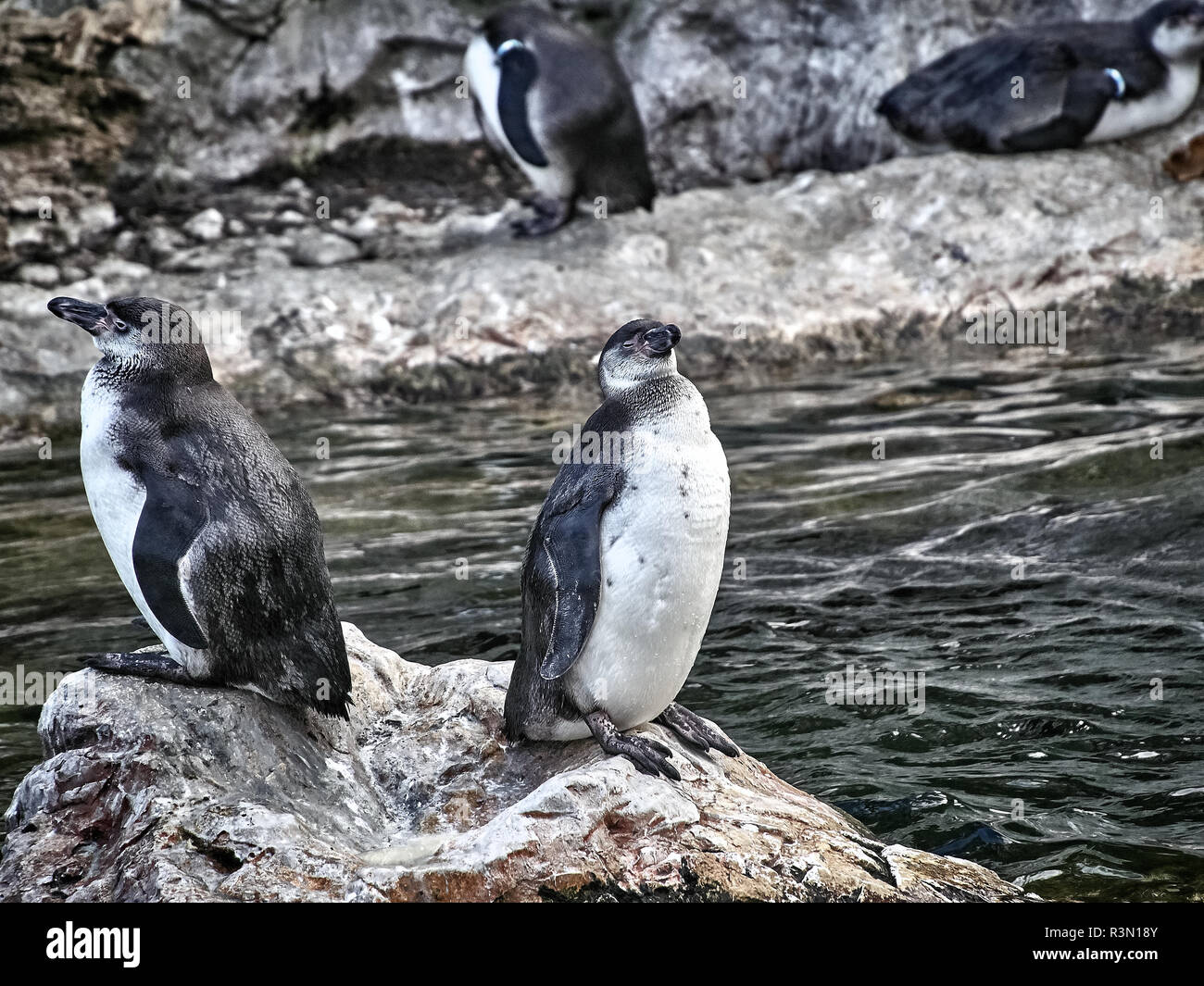 South lake safari zoo penguins hi-res stock photography and images - Alamy