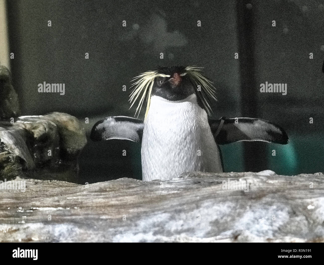 South lake safari zoo penguins hi-res stock photography and images - Alamy