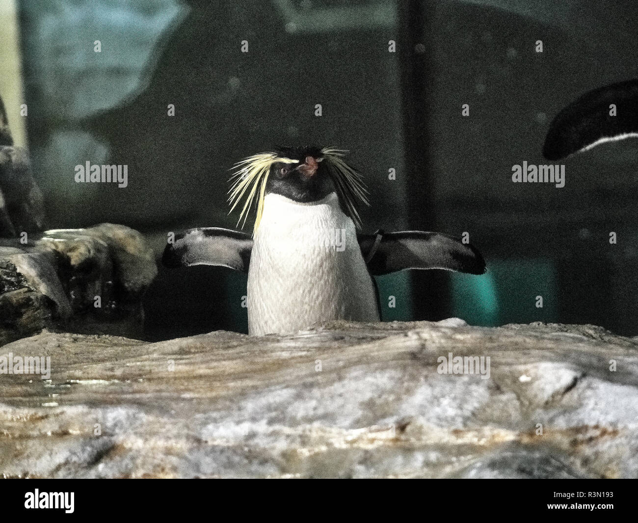 Penguin chicks fun hi-res stock photography and images - Alamy