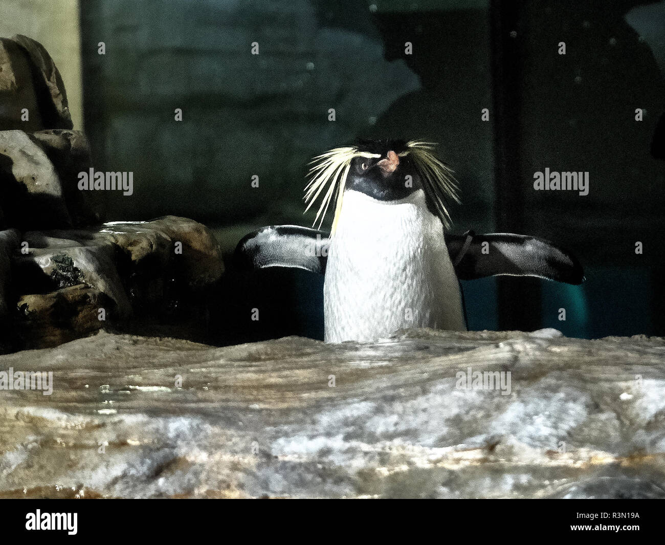 South lake safari zoo penguins hi-res stock photography and images - Alamy