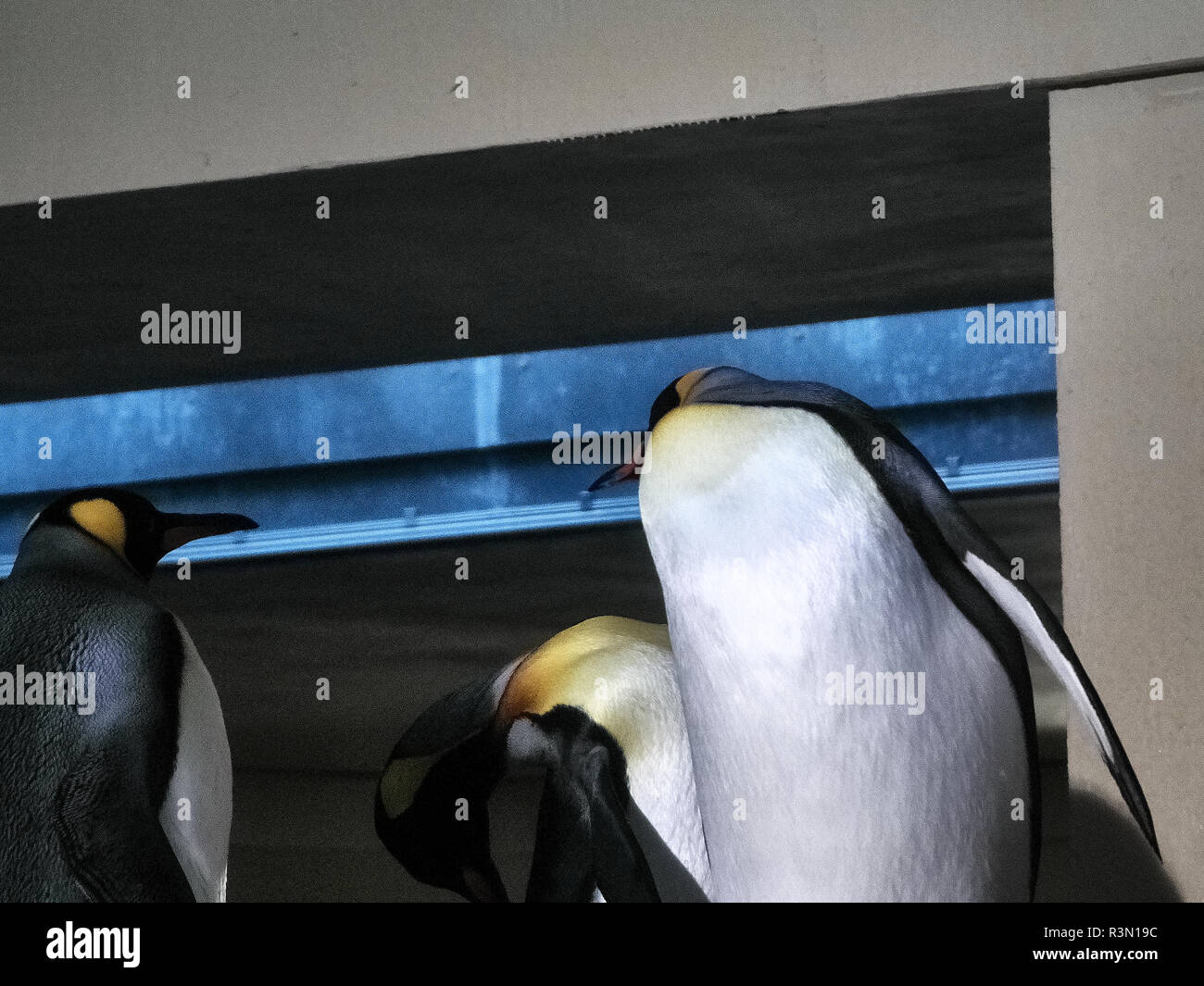 Group shot safari animals hi-res stock photography and images - Alamy