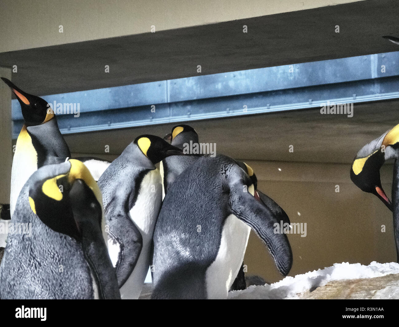 Close up shot of a group of penguins Stock Photo - Alamy