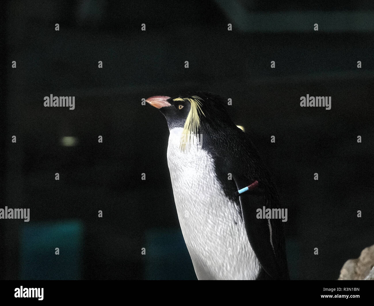 Macaroni penguin chick hi-res stock photography and images - Alamy