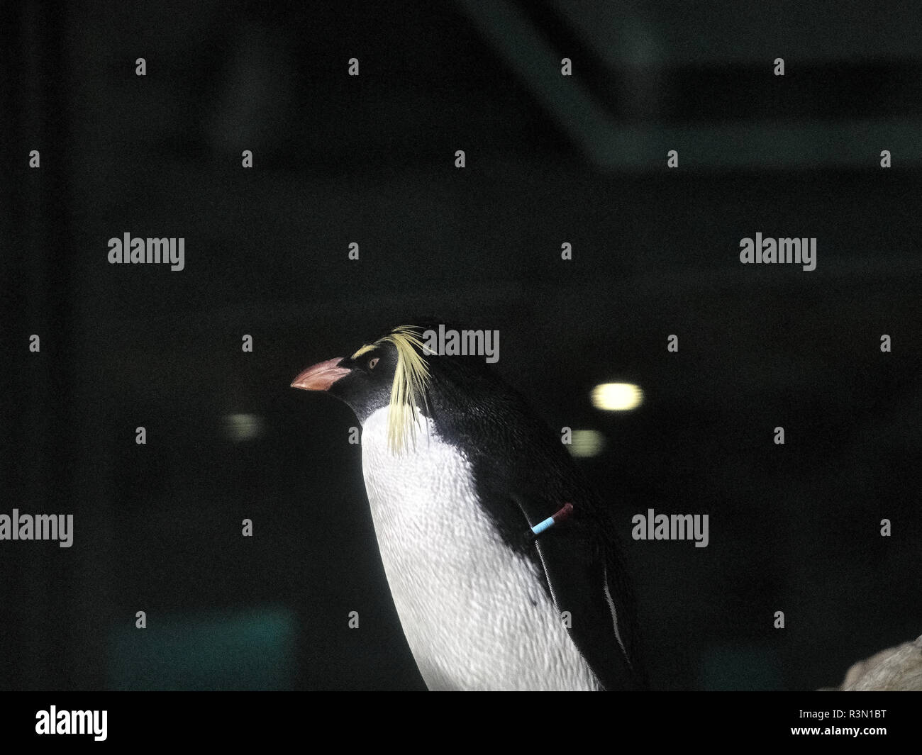 Close up shot of a penguin relaxing on a stone in a lake Stock Photo ...