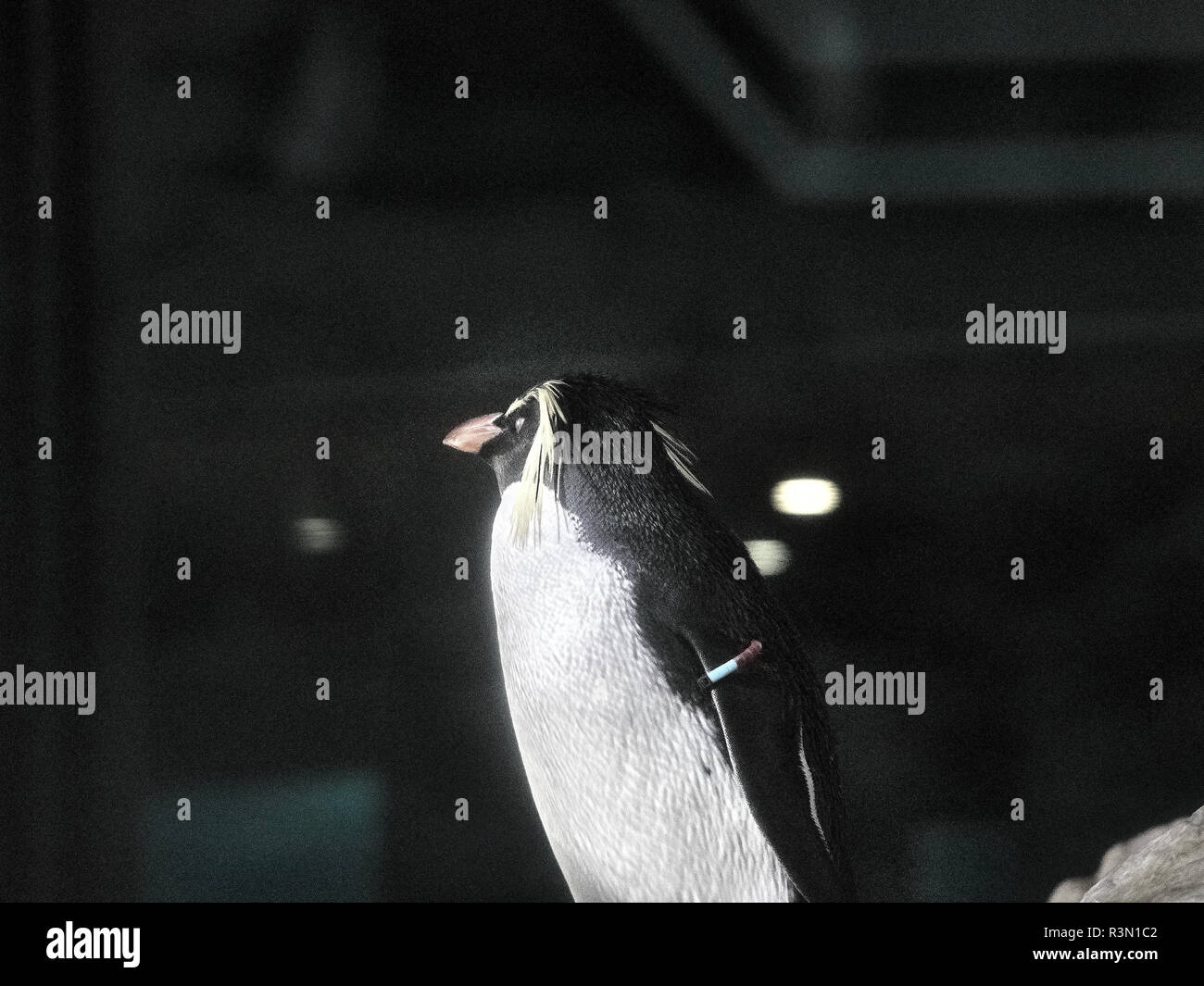 Penguin chicks fun hi-res stock photography and images - Alamy