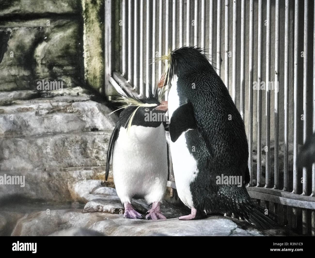 Shot of two penguins relaxing on a stone in a lake Stock Photo - Alamy
