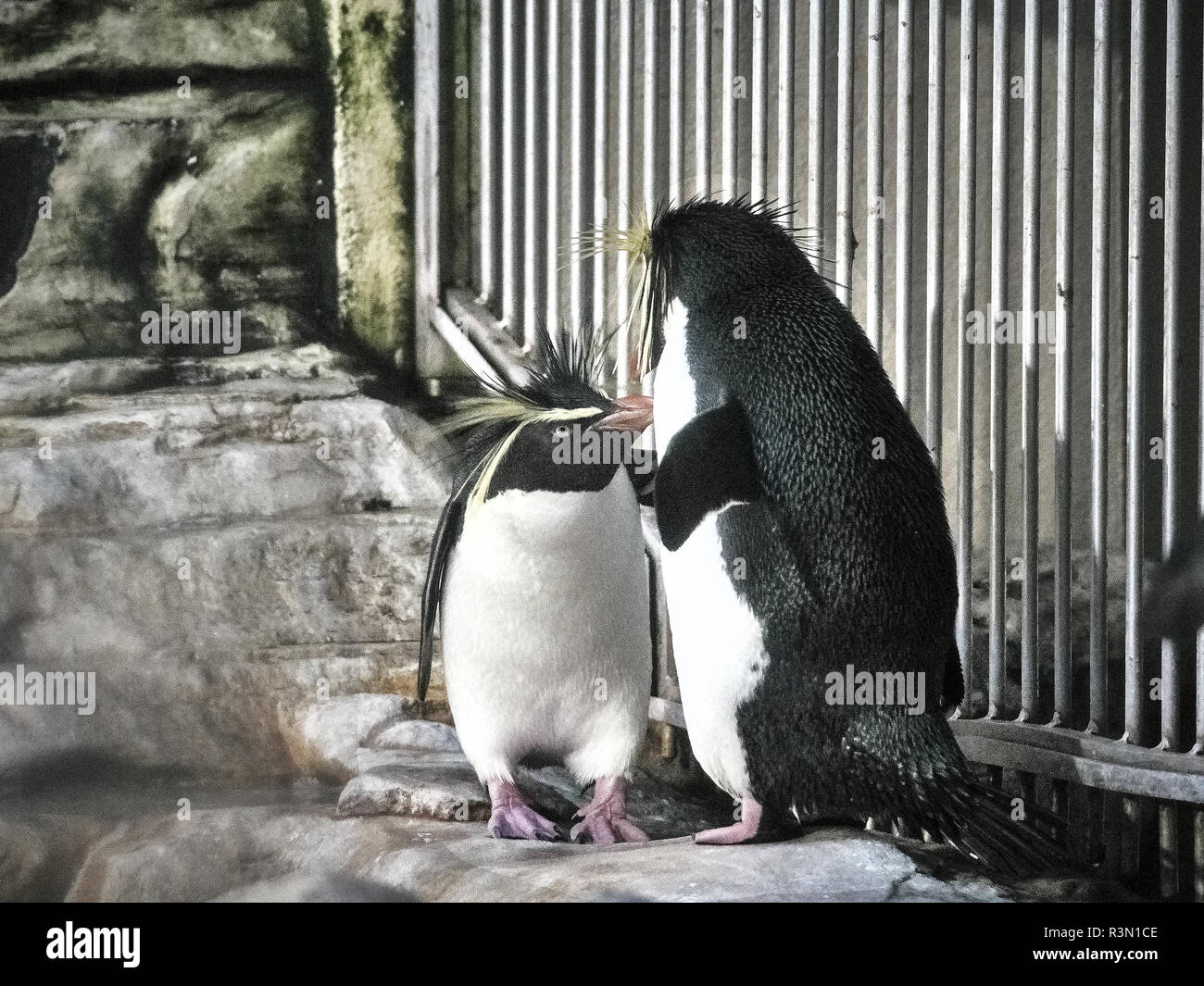 Shot of two penguins relaxing on a stone in a lake Stock Photo - Alamy