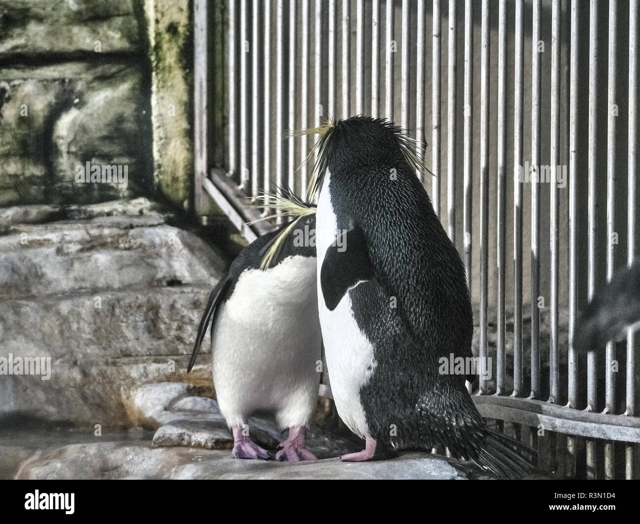 Shot of two penguins relaxing on a stone in a lake Stock Photo - Alamy