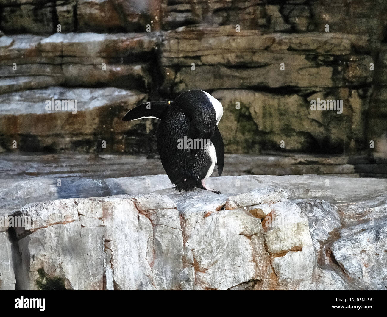 South lake safari zoo penguins hi-res stock photography and images - Alamy