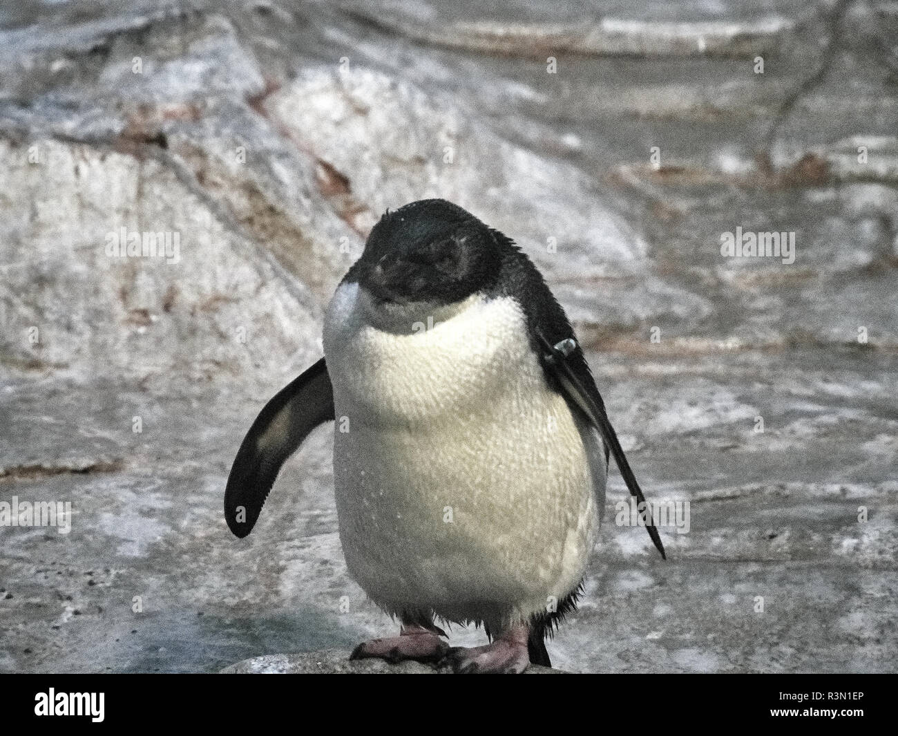 South lake safari zoo penguins hi-res stock photography and images - Alamy