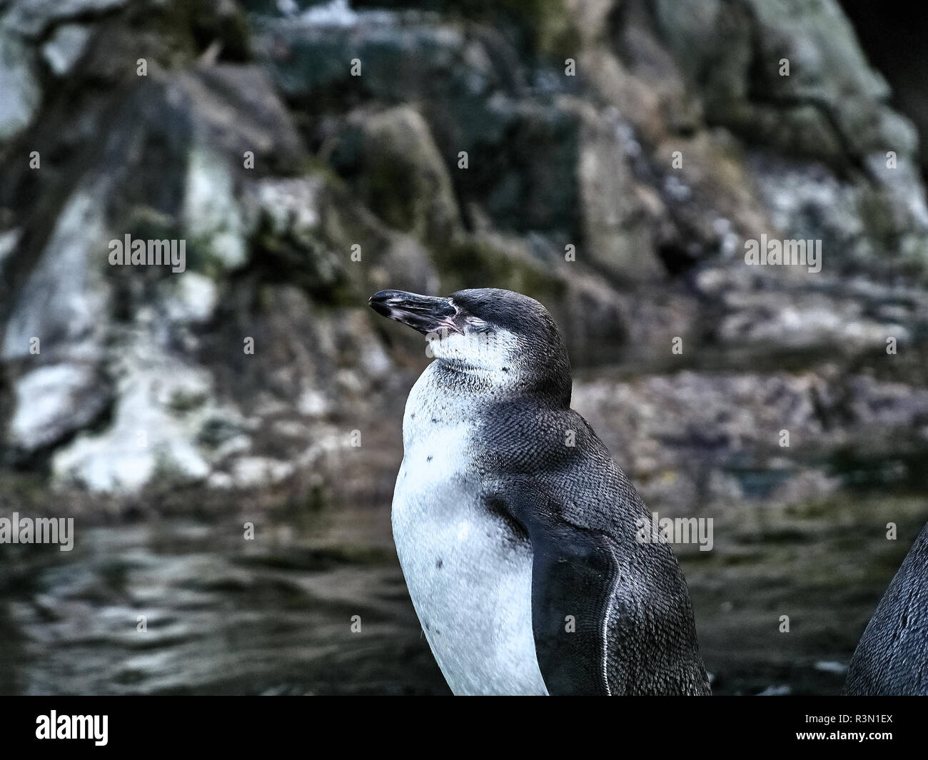 Close up shot of a penguin relaxing with closed eyes Stock Photo - Alamy