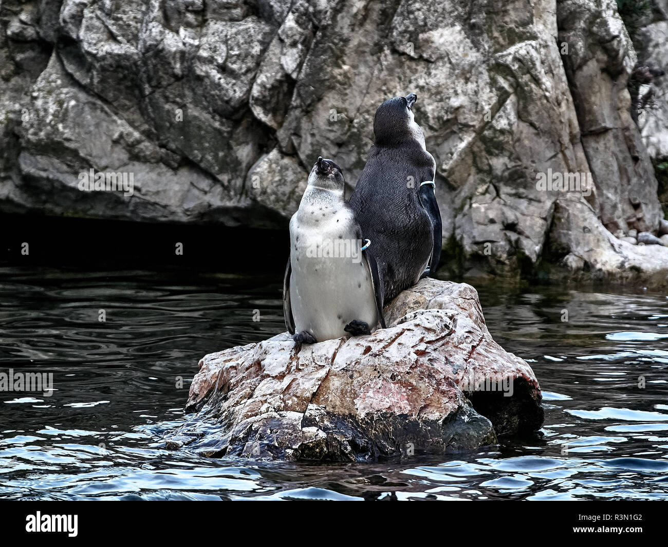 Two penguins hi-res stock photography and images - Alamy