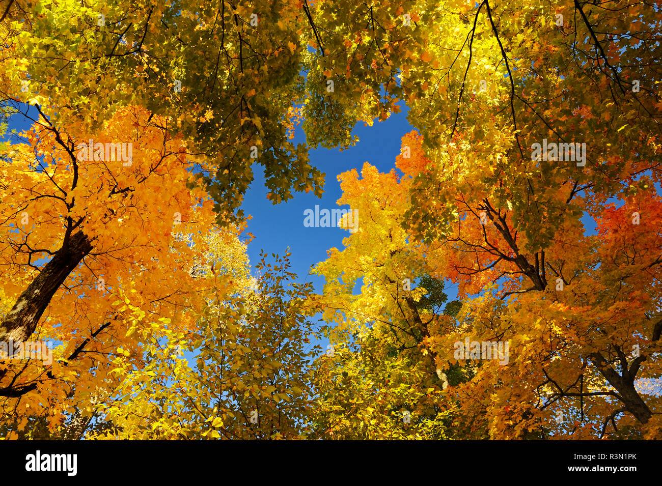 Canada, Ontario, Silver Lake Provincial Park. Autumn colors on forest ...