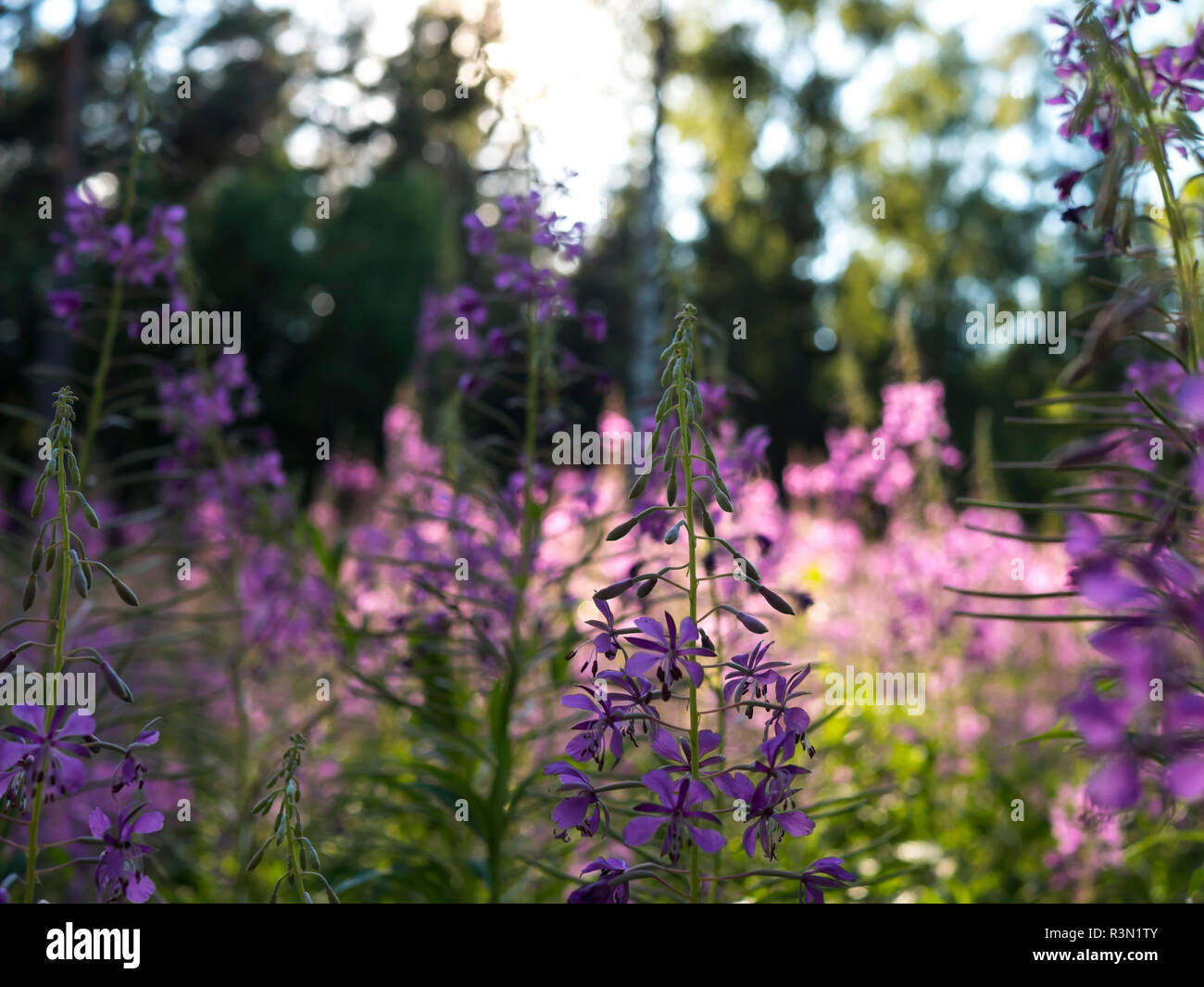 a forest clearing with beautiful sunbeams Stock Photo - Alamy
