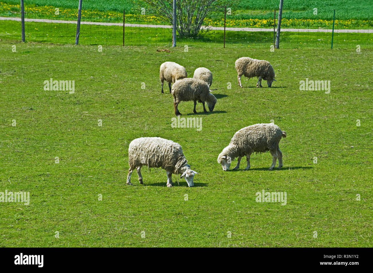 Canada, Ontario. Sheep on farm Stock Photo - Alamy