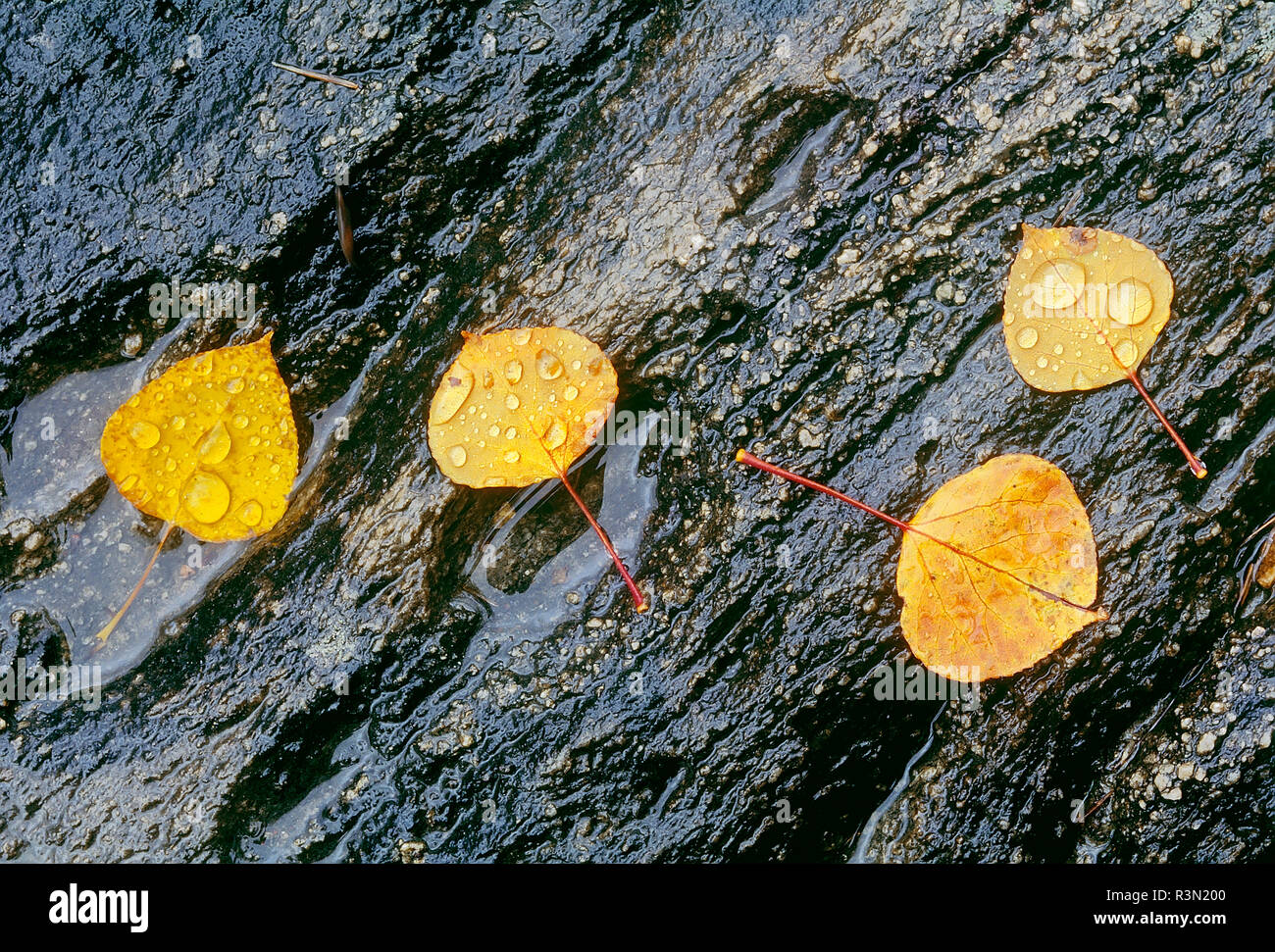 Canada, Ontario, Rushing River Provincial Park. Trembling aspen leaves ...