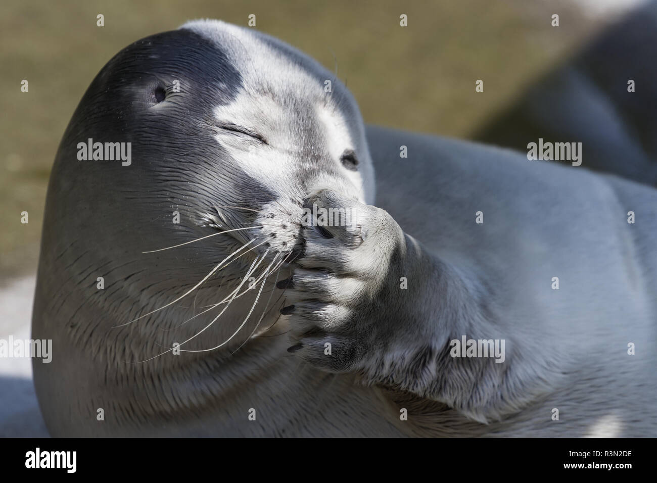 Earless seal smiling hi-res stock photography and images - Alamy