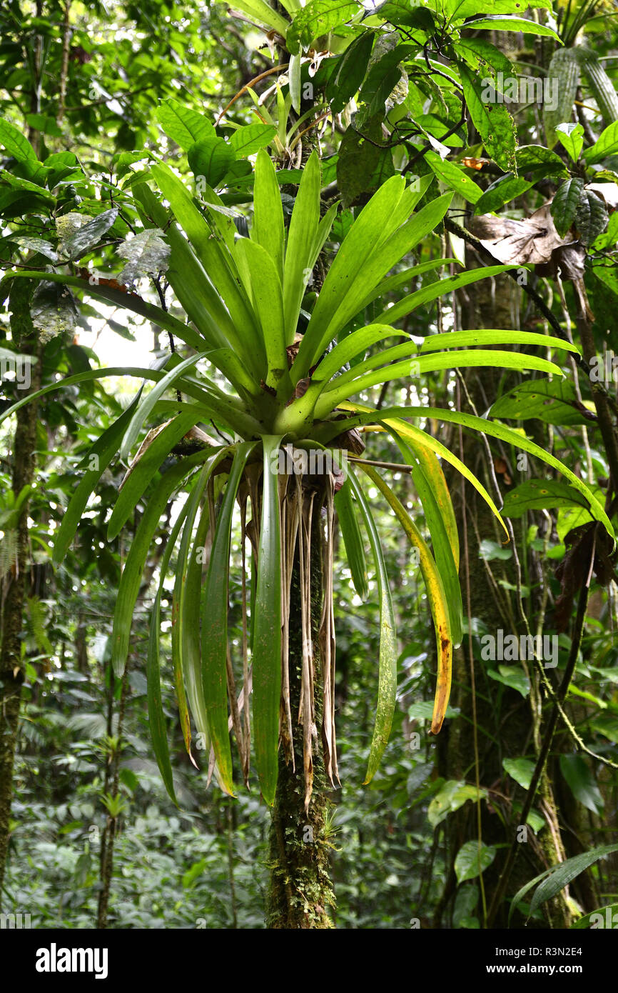 Epiphytic bromeliads, Guadeloupe, French West Indies Stock Photo - Alamy